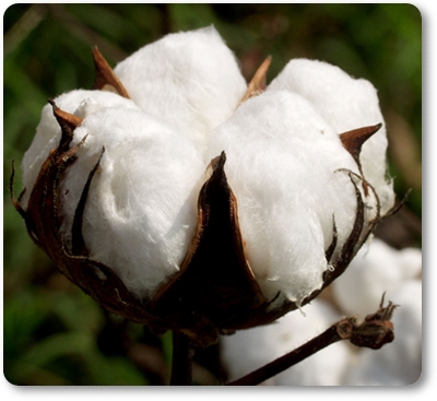 Eco Peaceful - Q: Does cotton mold, even when washed and dried properly?